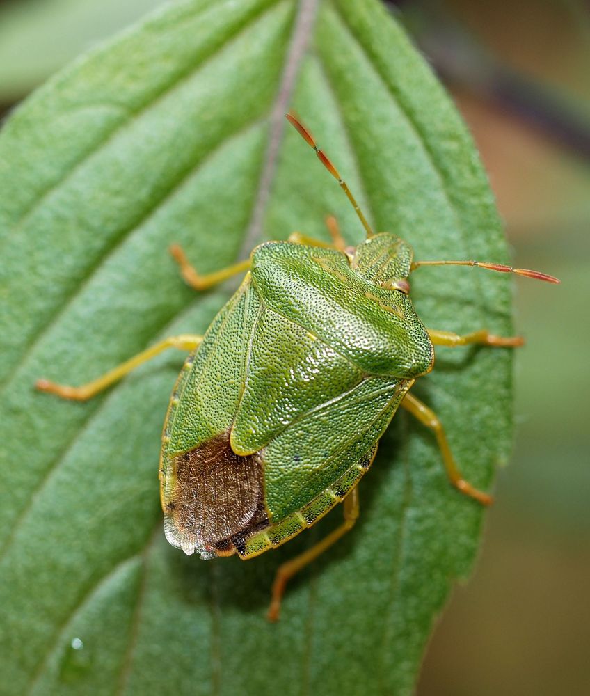 Wanze unterwegs... Foto & Bild | makro, natur, macro Bilder auf ...