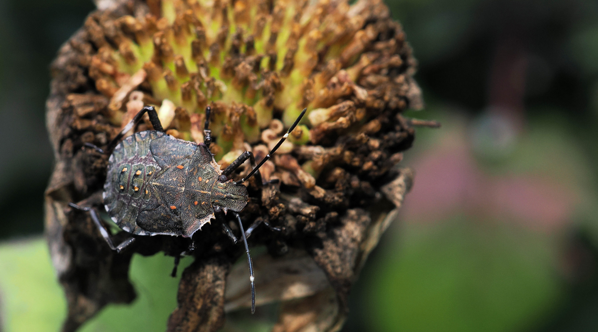 Wanze unterwegs…. Foto & Bild | fotos, natur, insekt Bilder auf ...