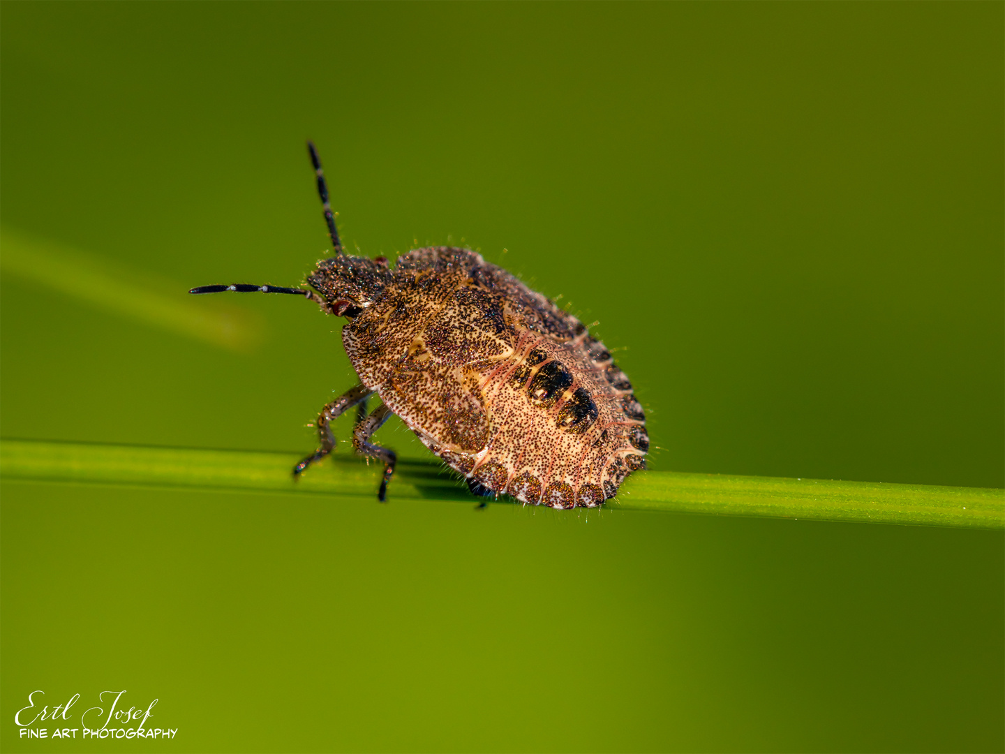 Wanze0042 Foto & Bild | nah- & makro, tiere, wildlife Bilder auf ...