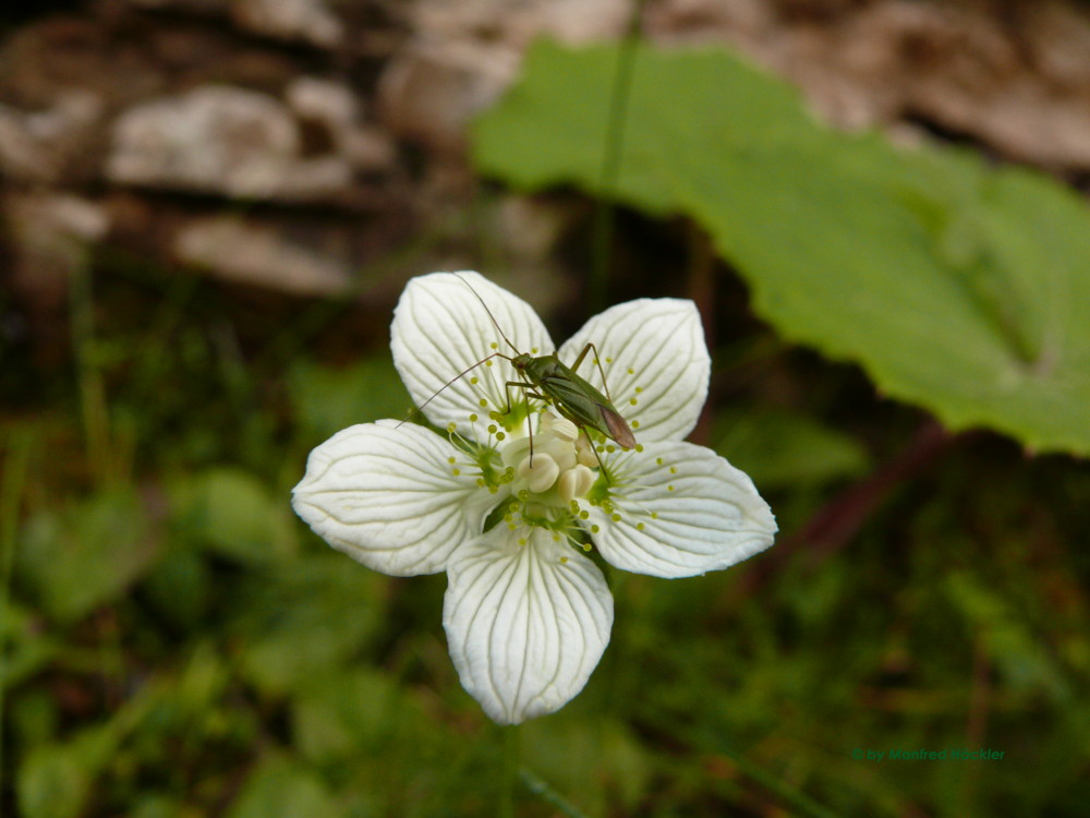 Wanzen 001 Foto & Bild | tiere, wildlife, insekten Bilder auf fotocommunity