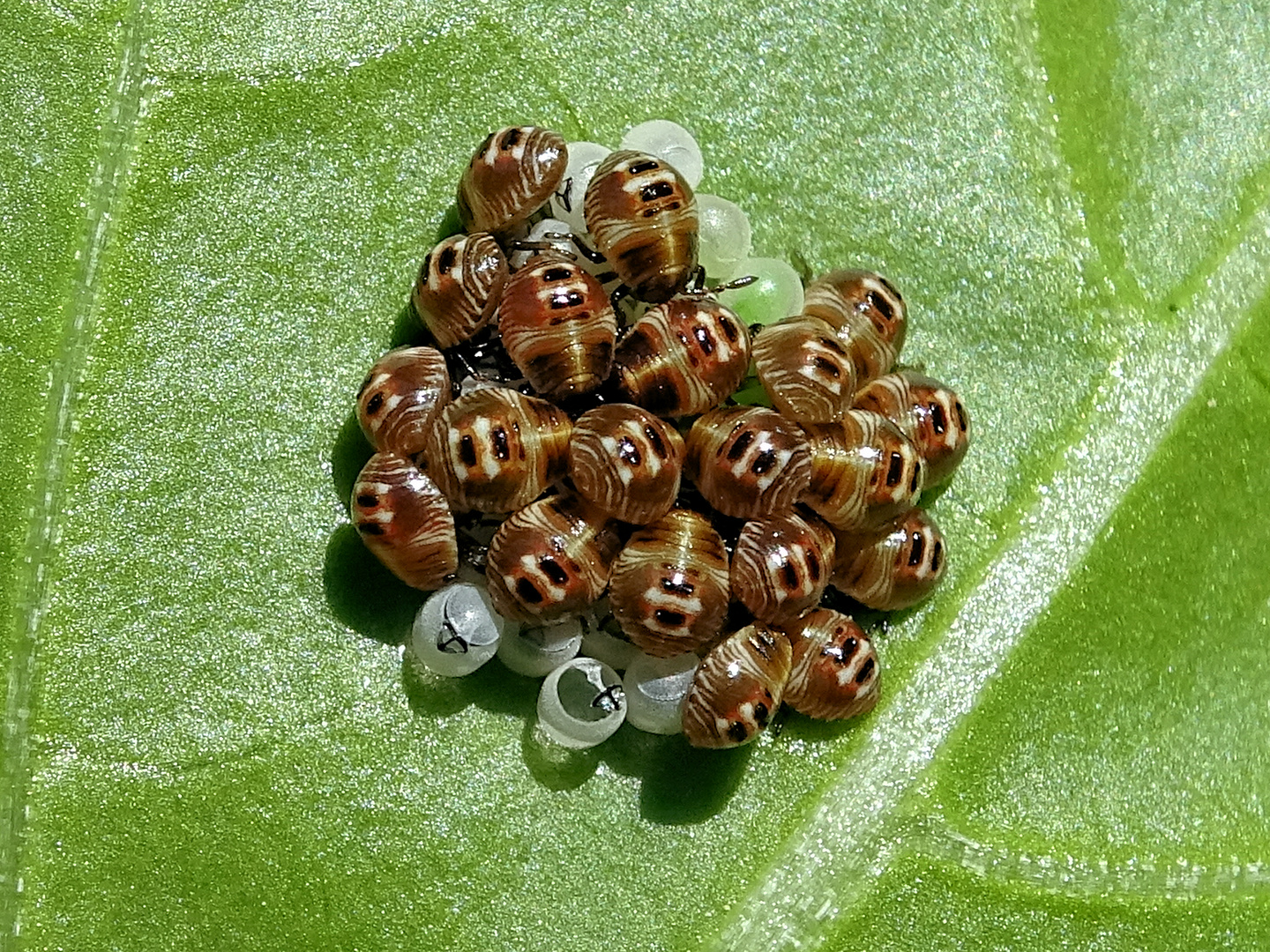 Wanzen Foto & Bild | tiere, wildlife, insekten Bilder auf fotocommunity