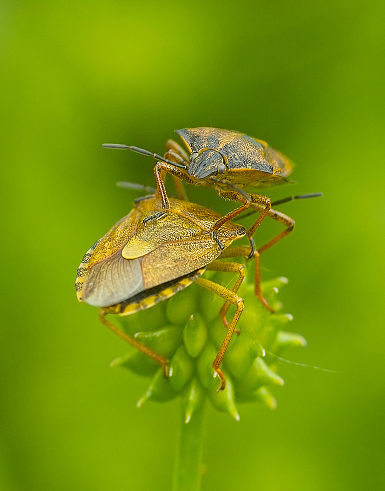 Wanzen Foto & Bild | tiere, wildlife, insekten Bilder auf fotocommunity