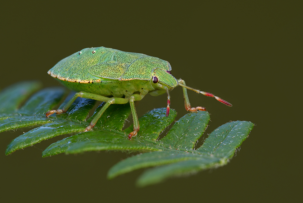 Wanzen... Foto & Bild | tiere, wildlife, insekten Bilder auf fotocommunity