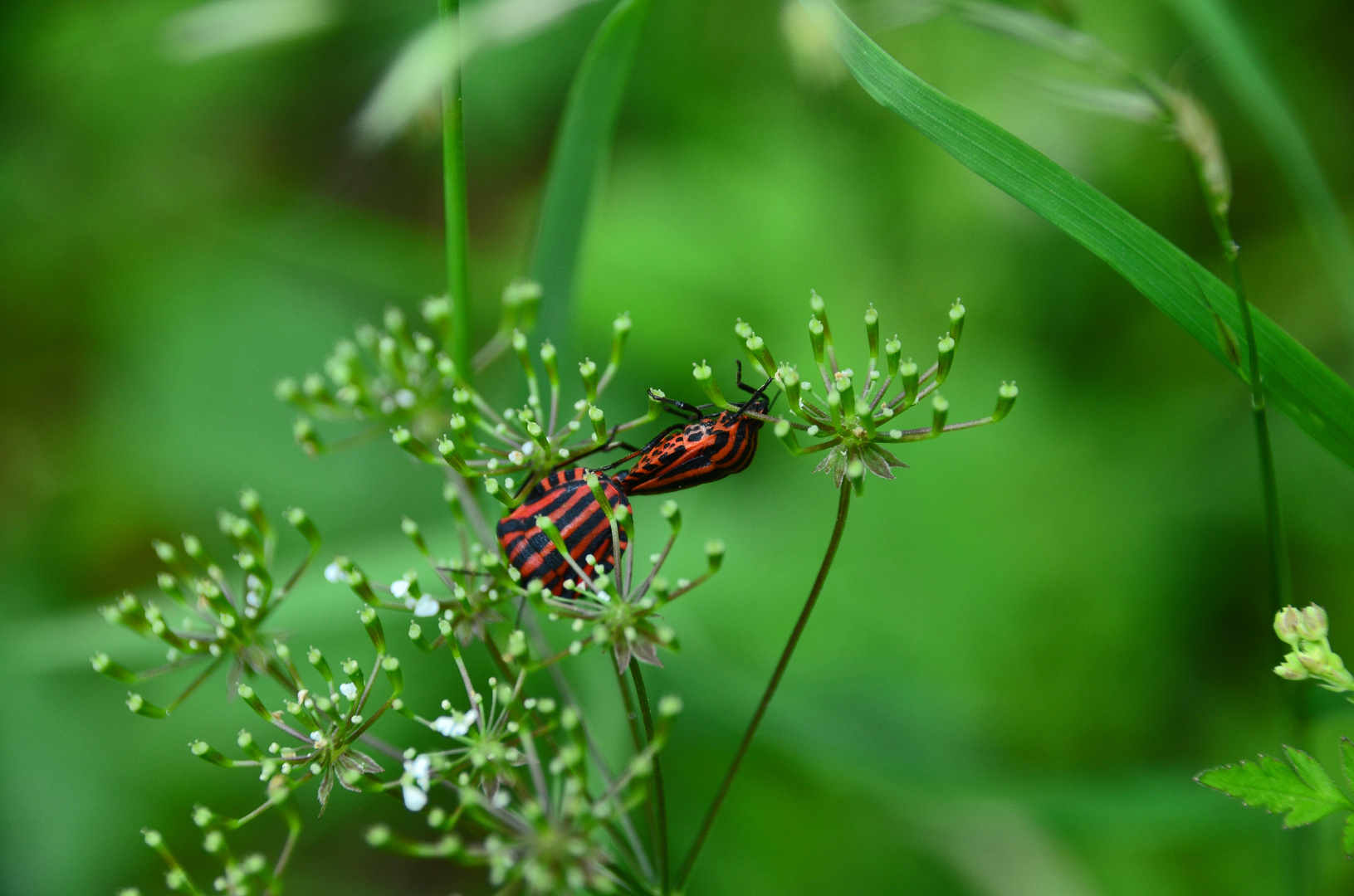 Wanzen Foto & Bild | tiere, wildlife, insekten Bilder auf fotocommunity