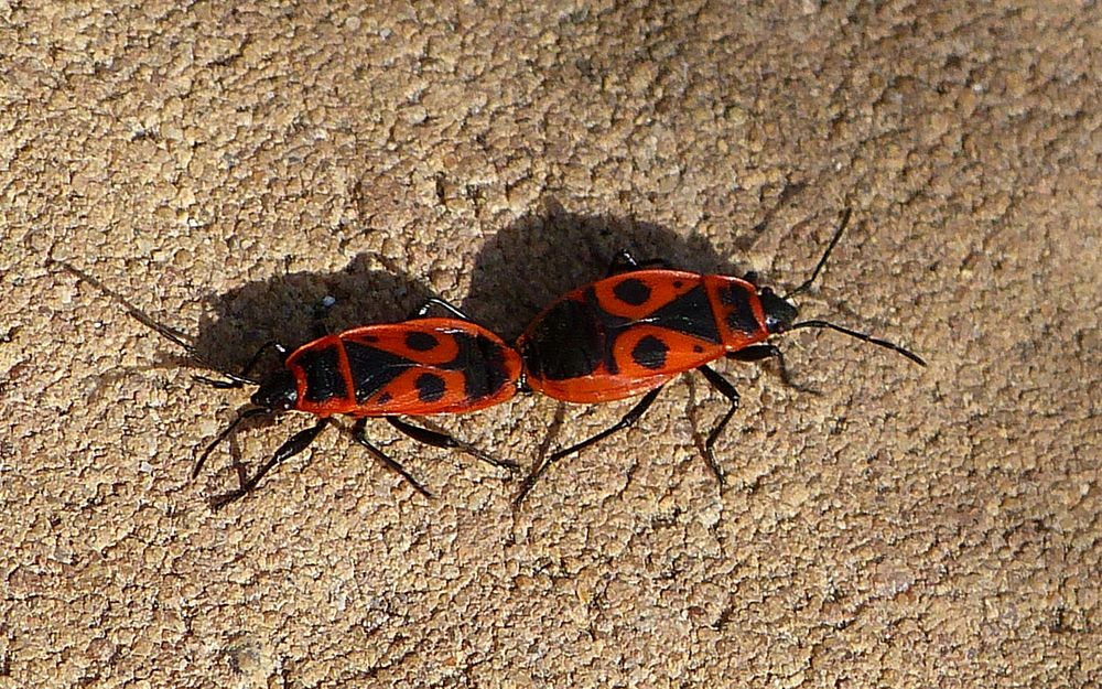 Wanzen Foto & Bild | tiere, wildlife, insekten Bilder auf fotocommunity