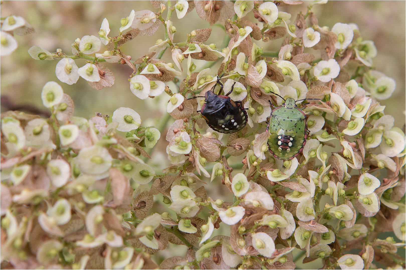 Wanzen Foto & Bild | natur, insekten, wanzen Bilder auf fotocommunity