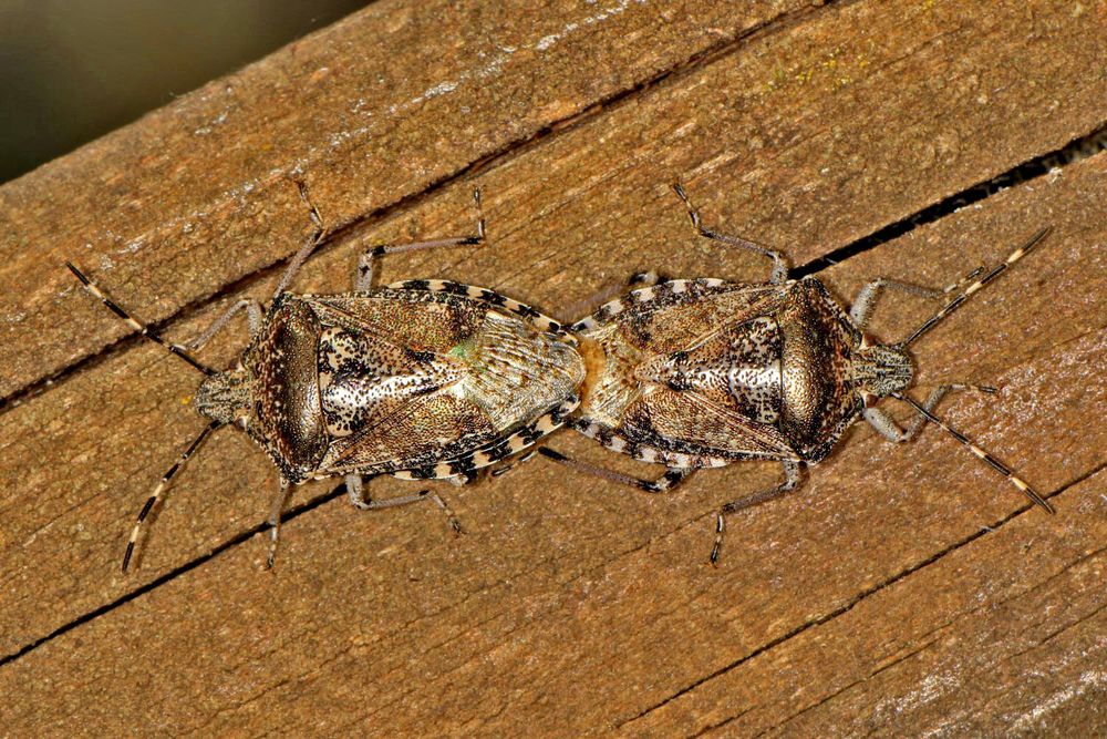 Wanzen am Zaun Foto & Bild | andere insekten, fotos, makro Bilder auf ...