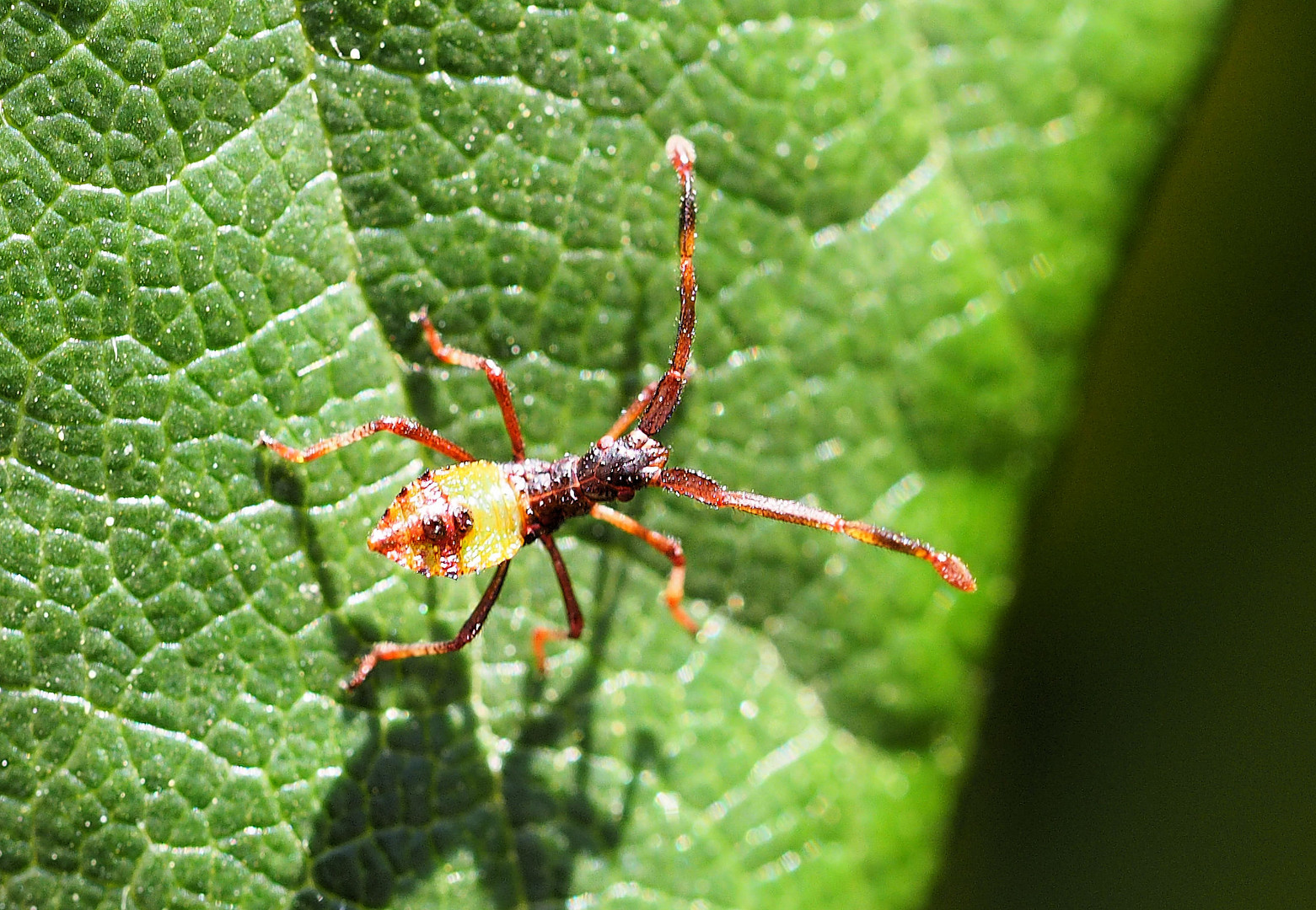 Wanzen Baby … Foto & Bild | natur, insekt, insekten Bilder auf ...
