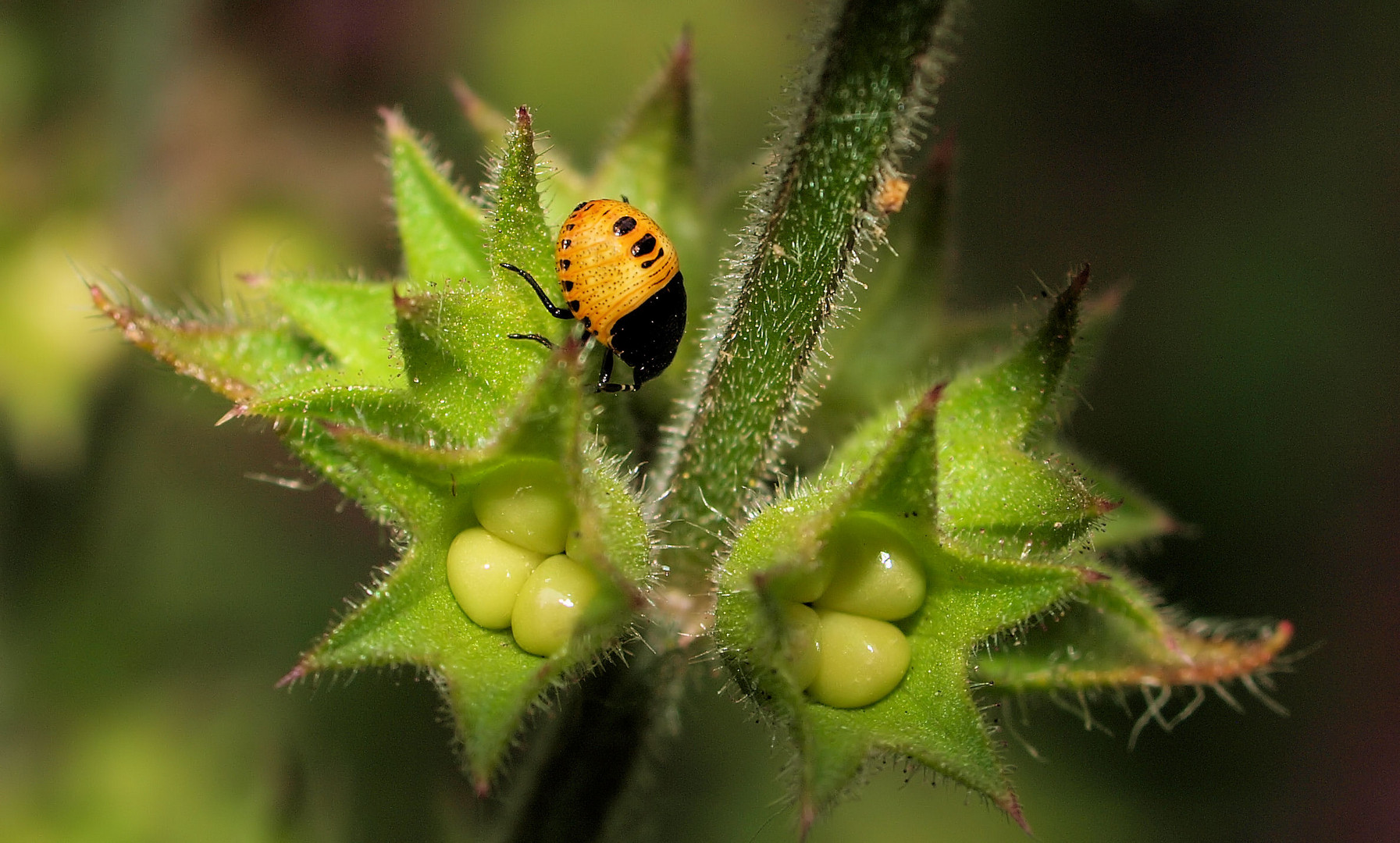 Wanzen Baby ca. 3mm Foto & Bild | tiere, wildlife, insekten Bilder auf ...