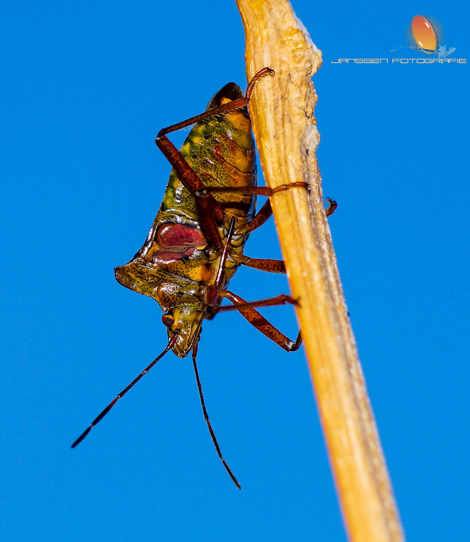 Wanzen besuch Foto & Bild | tiere, wildlife, insekten Bilder auf ...