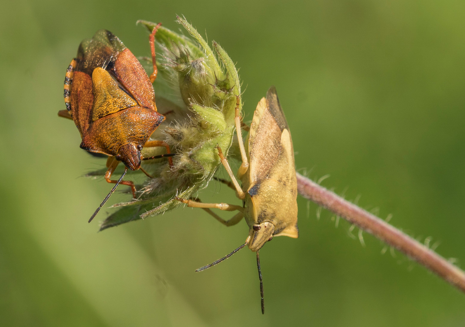 Wanzen Foto & Bild | tiere, wildlife, wildlife: sonstige tiere Bilder ...