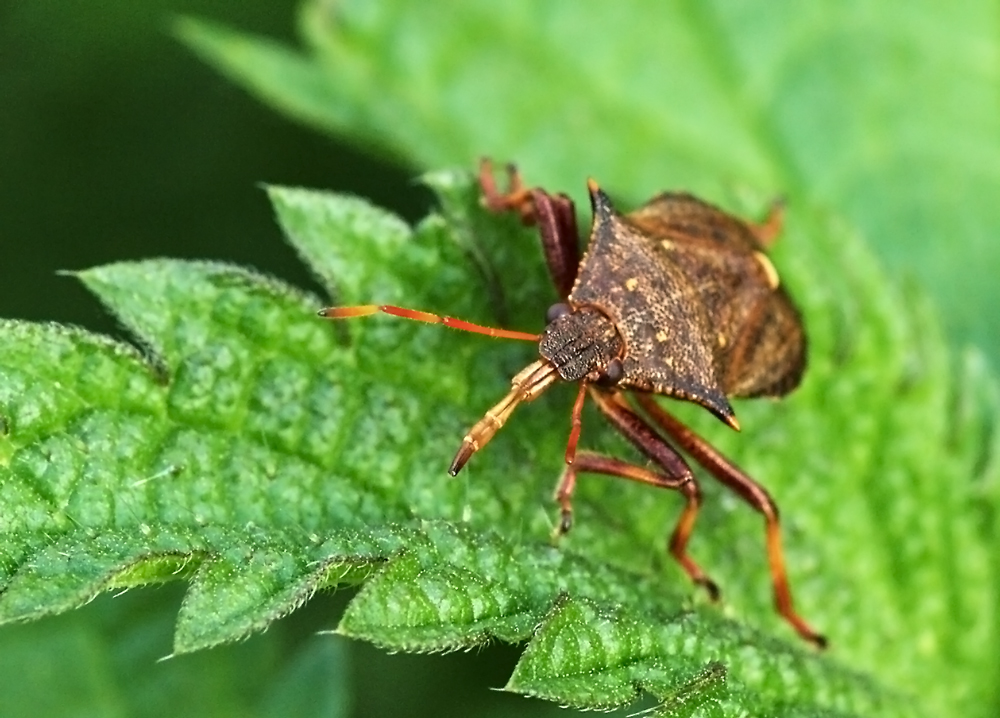 Wanzen gibt's jede Menge Foto & Bild | tiere, wildlife, insekten Bilder ...