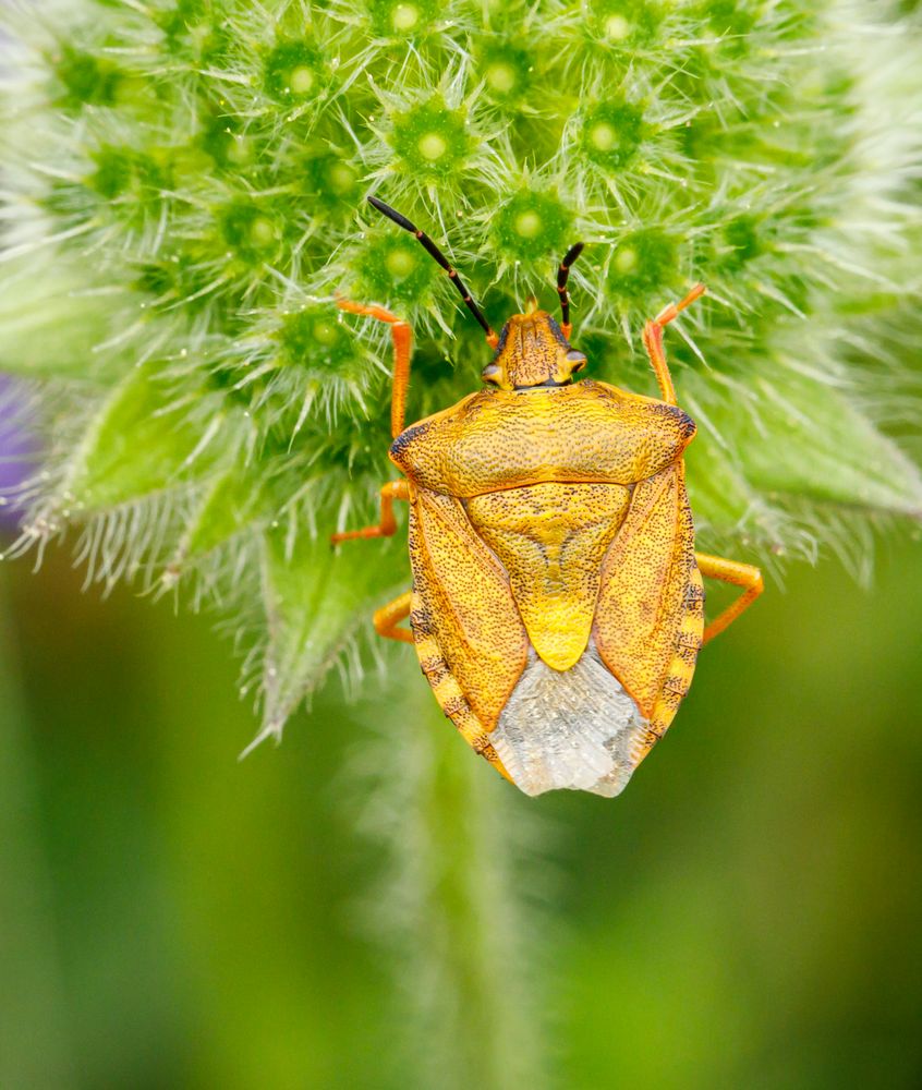 Wanzen (Heteroptera) Foto & Bild | tiere, wildlife, insekten Bilder auf ...