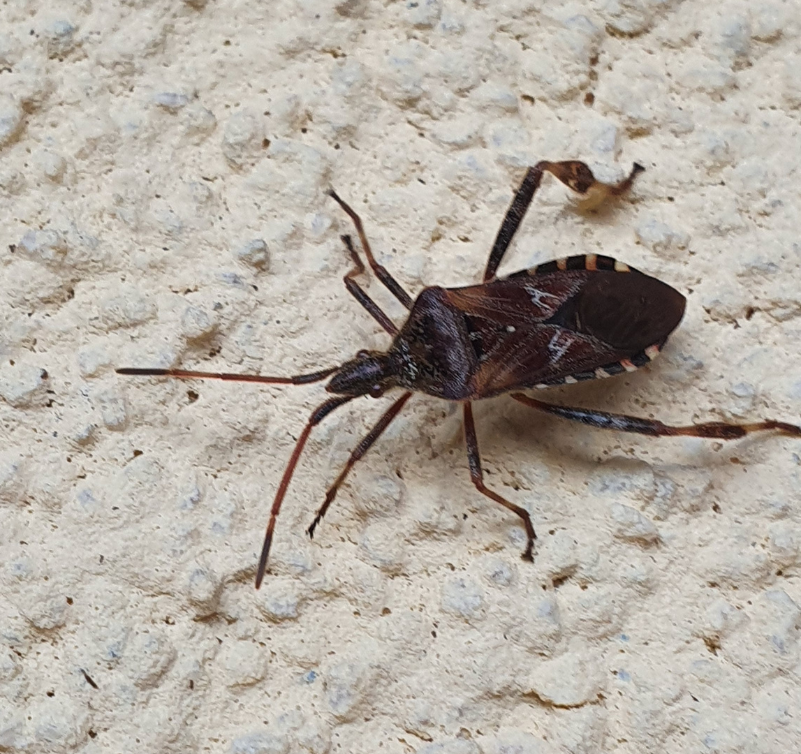 Wanzen Käfer Foto & Bild | tiere, wildlife, insekten Bilder auf ...