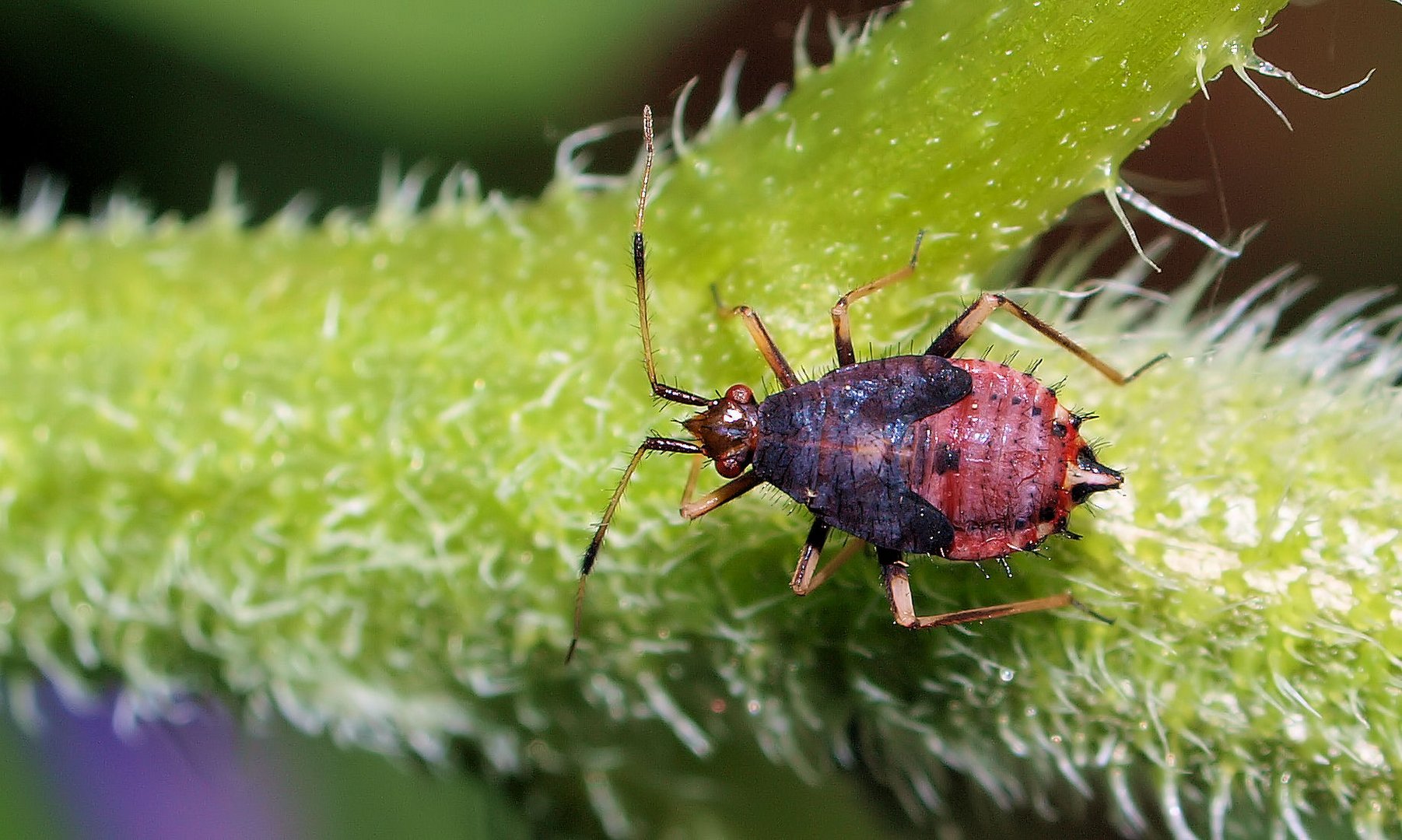 Wanzen Kind... Foto & Bild | tiere, wildlife, insekten Bilder auf ...
