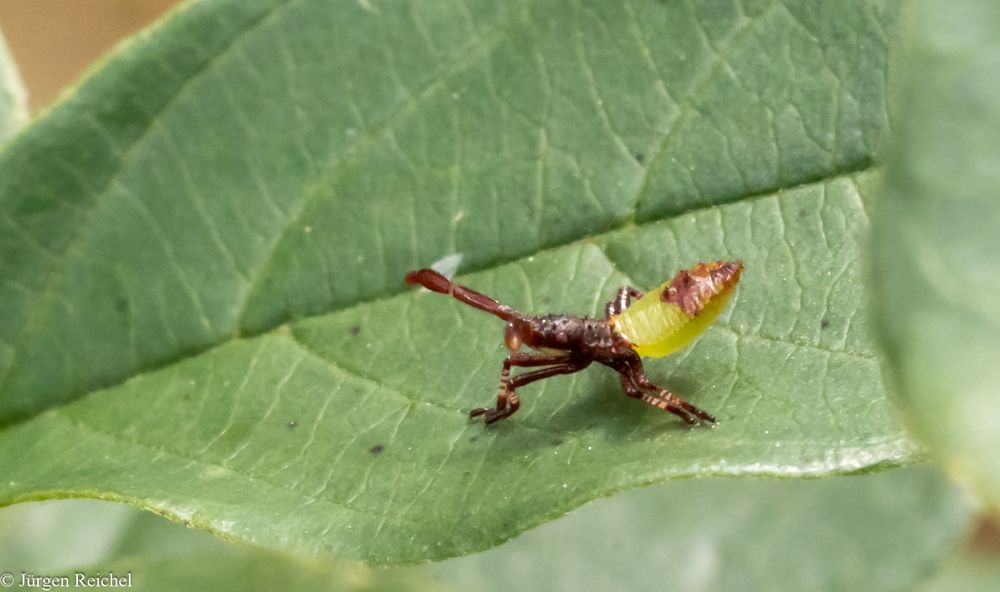 Wanzen-Nymphe Foto & Bild | tiere, wildlife, insekten Bilder auf ...