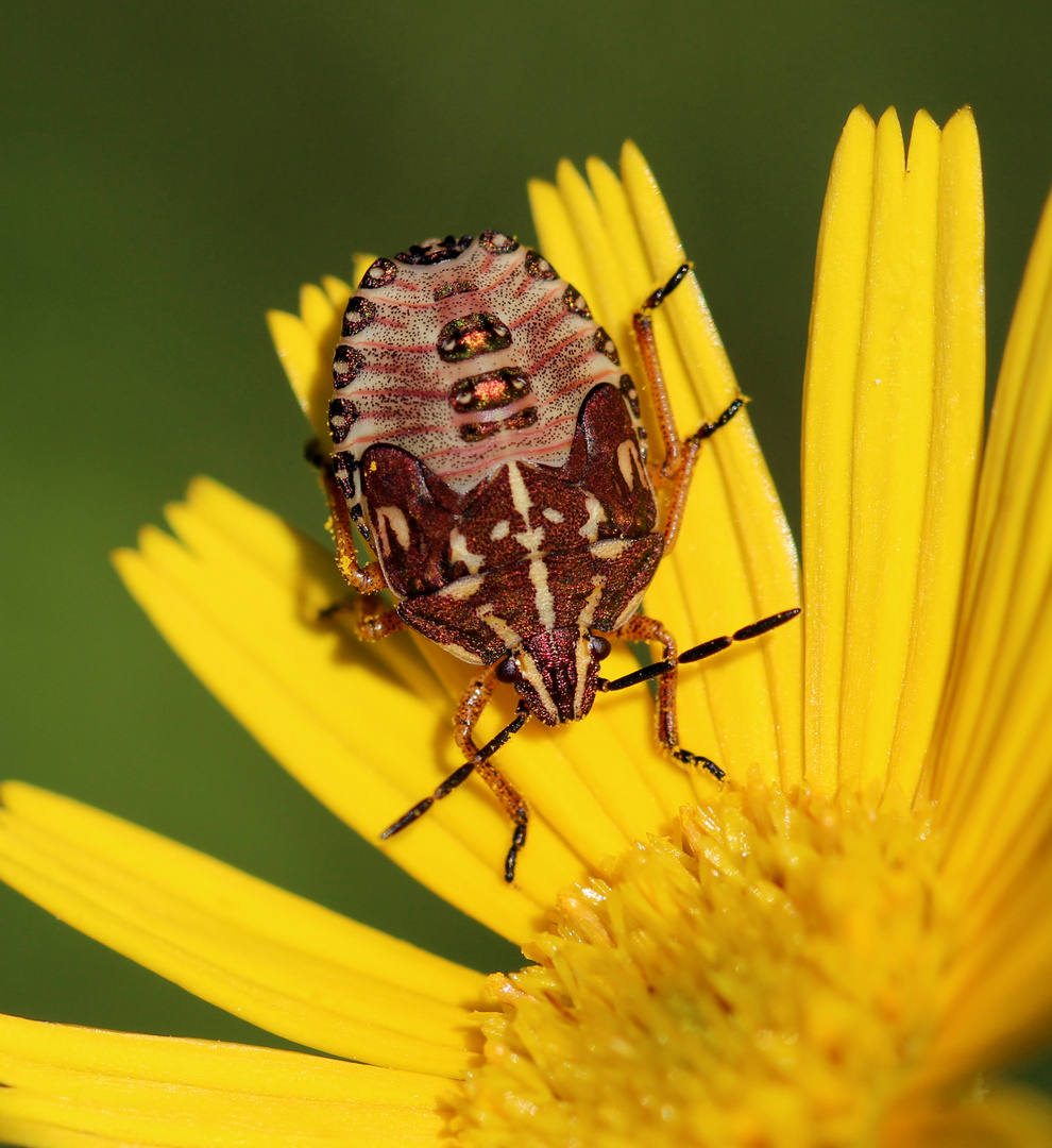 Wanzen-Nymphe Foto & Bild | tiere, wildlife, insekten Bilder auf ...