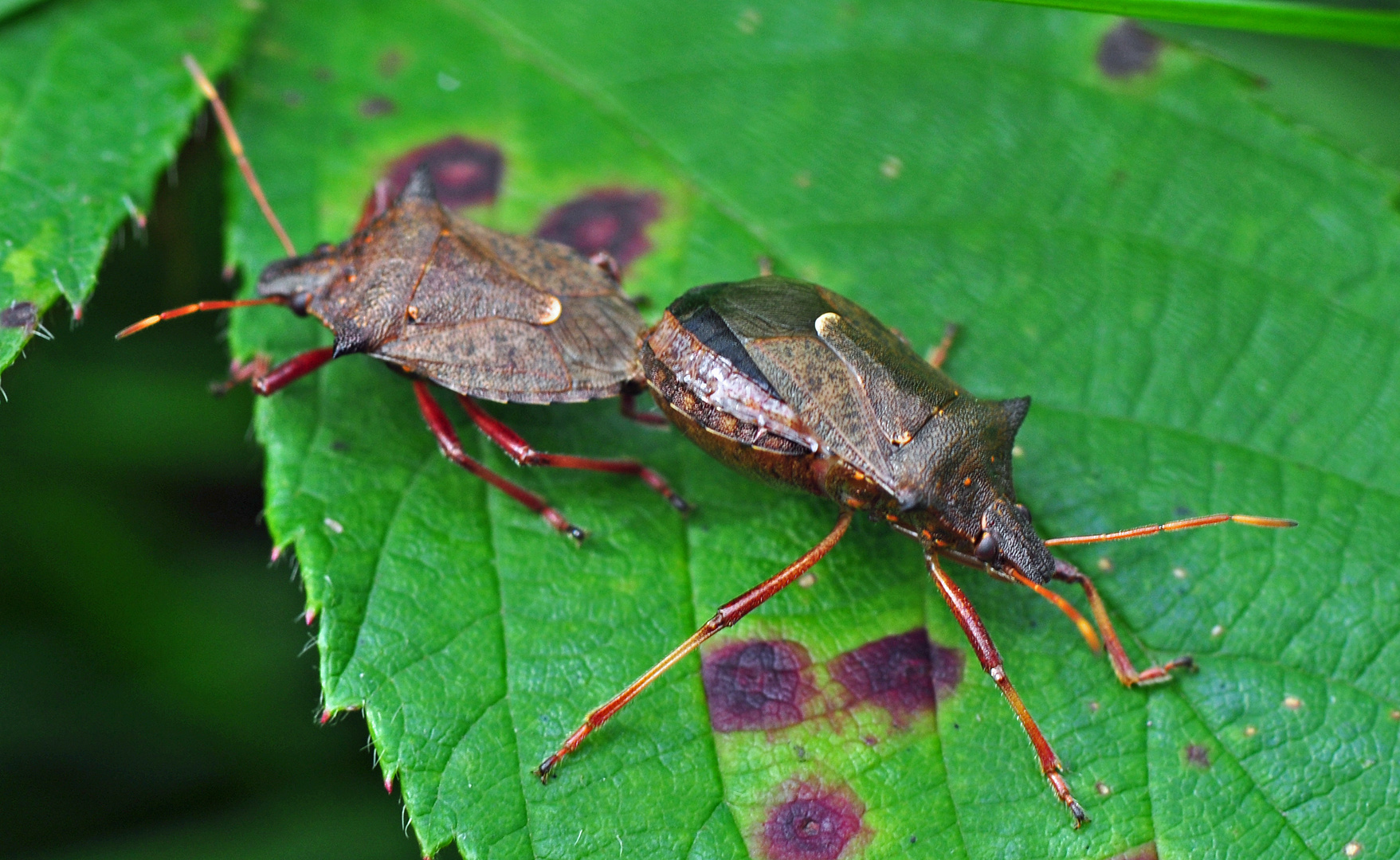 Wanzen Paar(ung)? Foto & Bild | tiere, wildlife, insekten Bilder auf ...