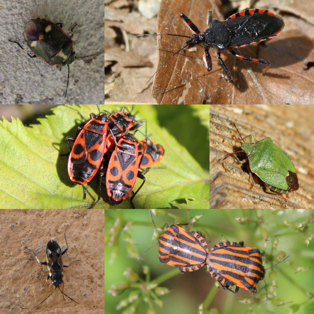 Wanzen page 1 Foto & Bild | insekten, natur, tiere Bilder auf fotocommunity