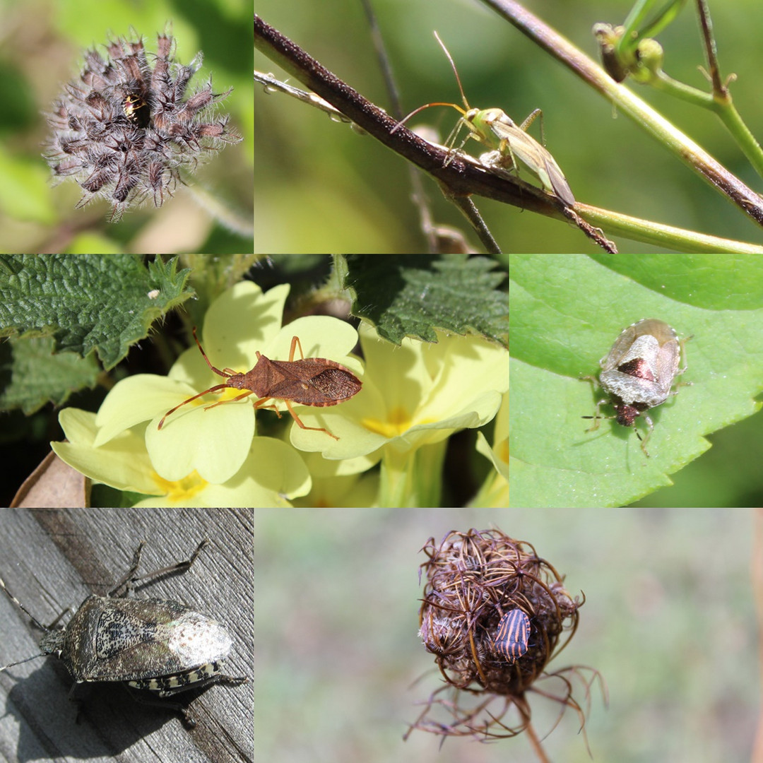 Wanzen page 4 Foto & Bild | insekten, natur, tiere Bilder auf fotocommunity