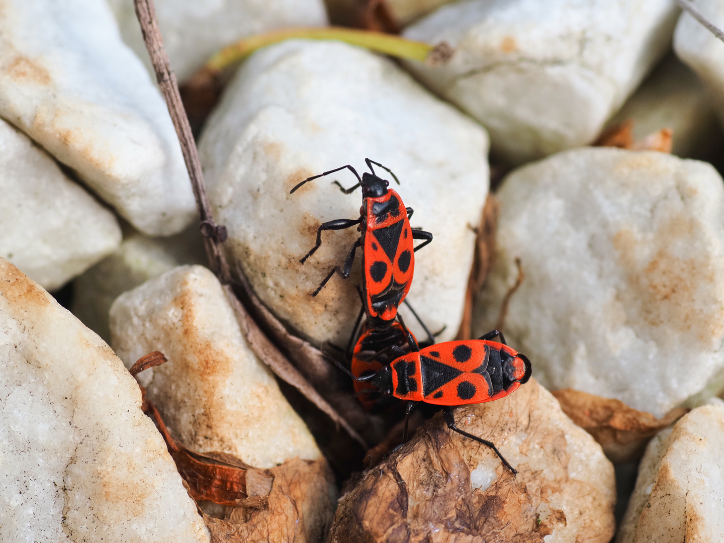 Wanzen tanzen Foto & Bild | rot, natur, insekten Bilder auf fotocommunity