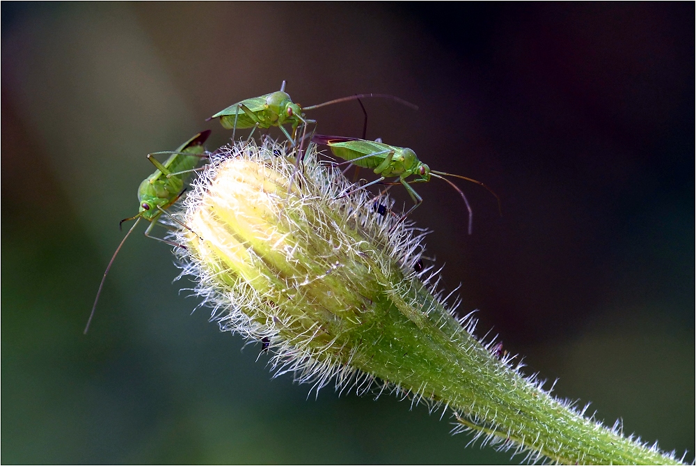 Wanzen-Trio Foto & Bild | natur, 2020, monatswettbewerbe natur Bilder ...