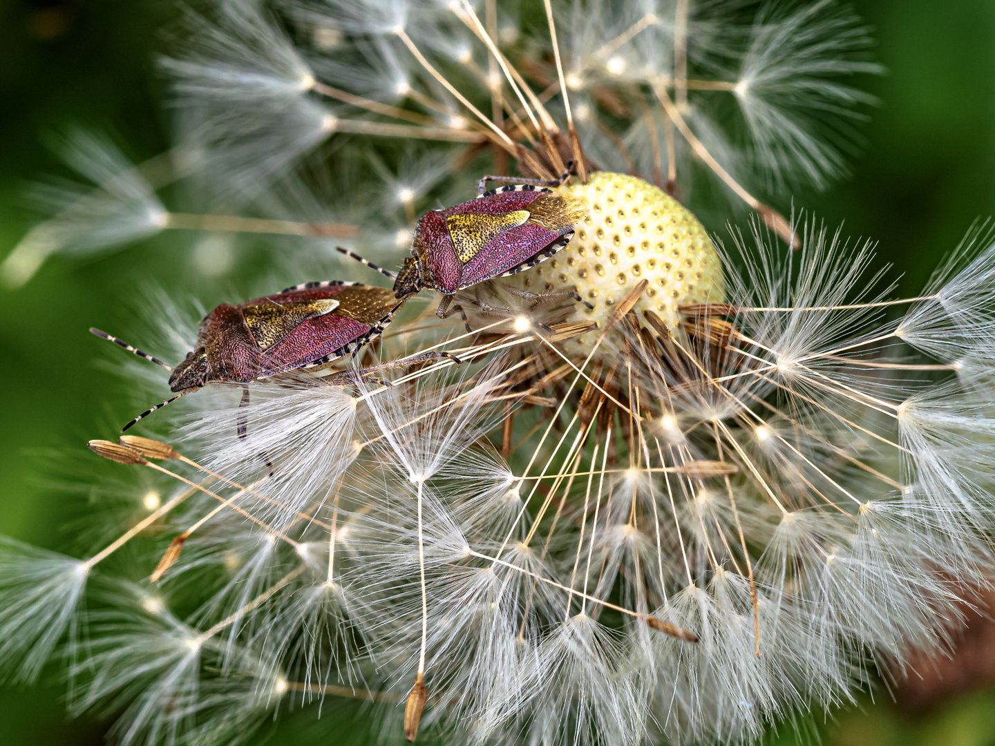 Wanzen unterwegs Foto & Bild | tiere, jahreszeiten, outdoor Bilder auf ...
