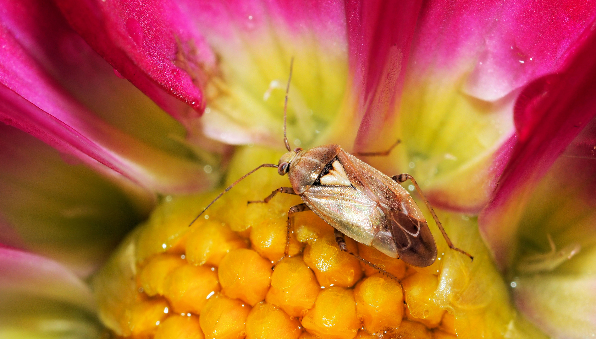 Wanzen Welt Foto & Bild | fotos, makro, natur Bilder auf fotocommunity