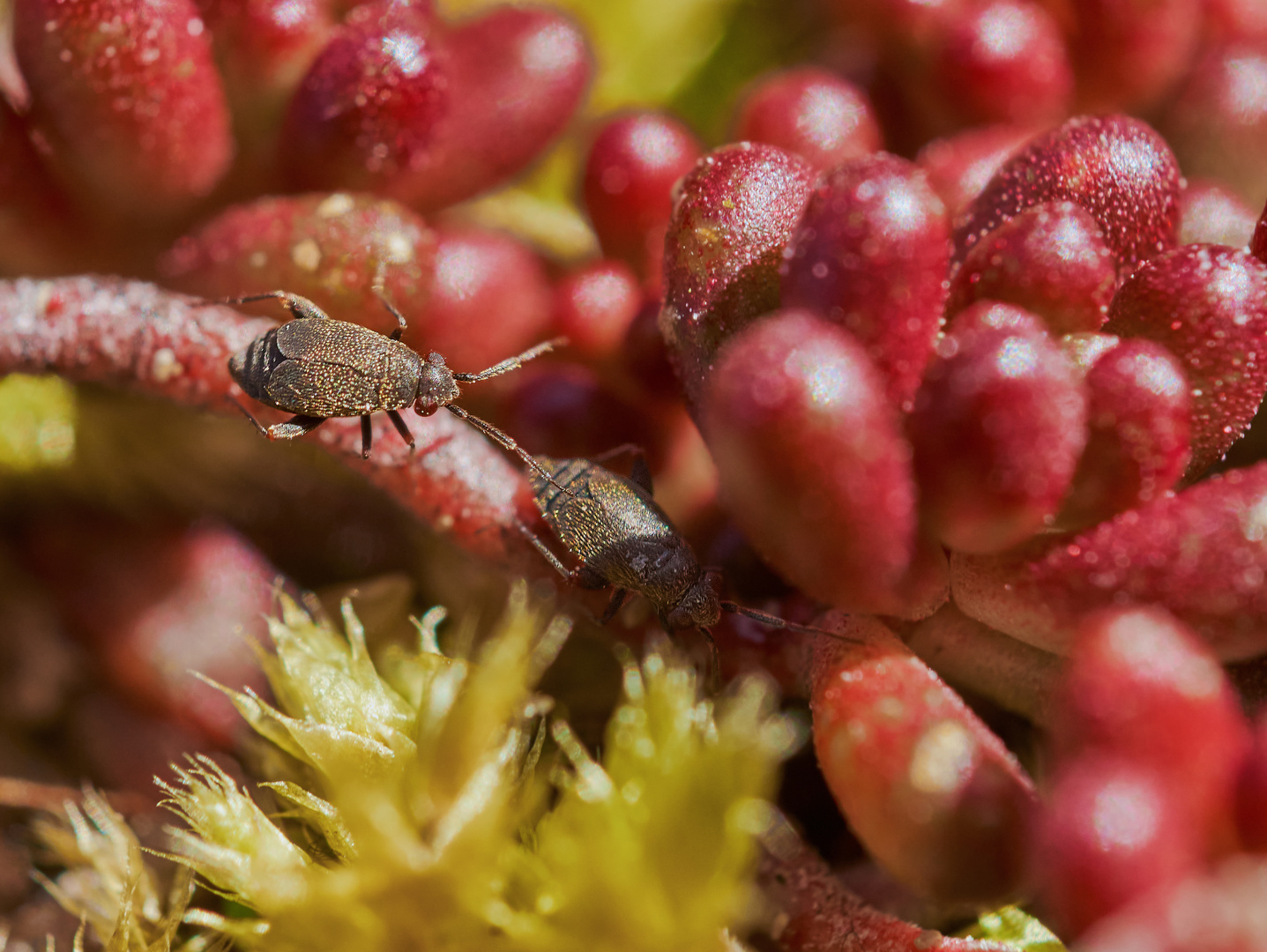 Wanzen Wettrennen Foto & Bild | natur, insekten, tiere Bilder auf ...