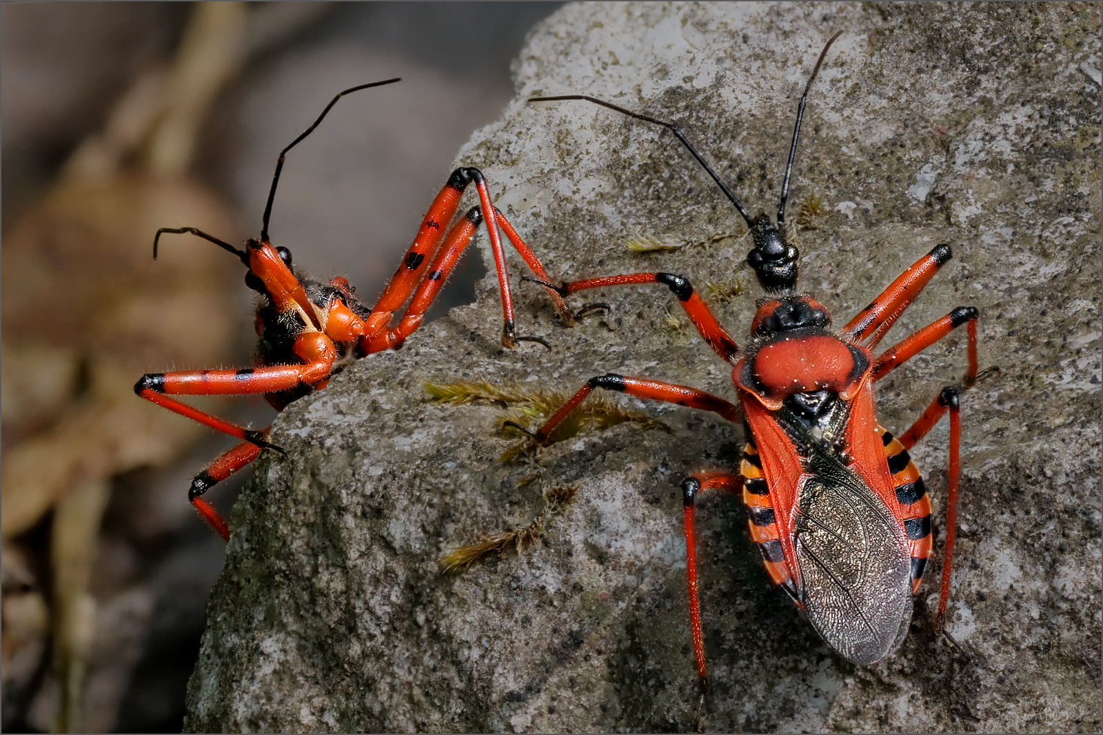 wanzen_kampf Foto & Bild | makro, natur, insekten Bilder auf fotocommunity