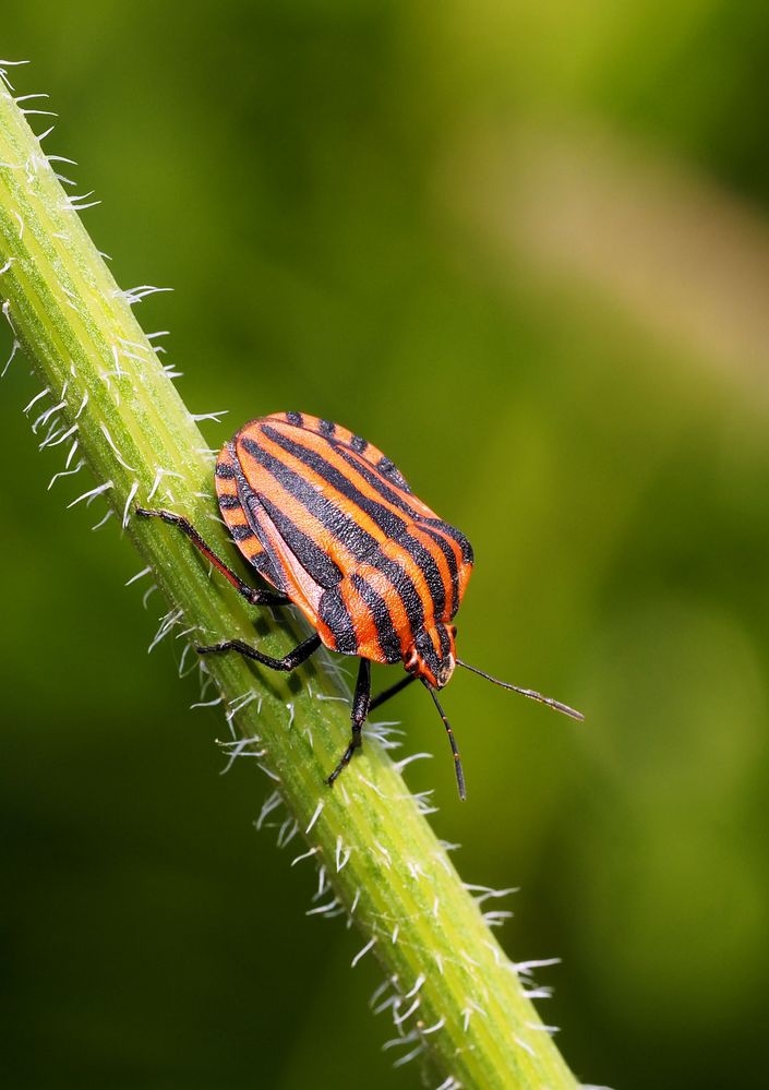 Wanzi im Schlafrock... Foto & Bild | natur, tier, insekt Bilder auf ...
