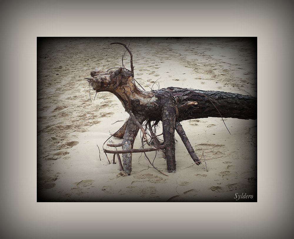 Waouh waouh!! photo et image | visions artistiques, sujets Images ...