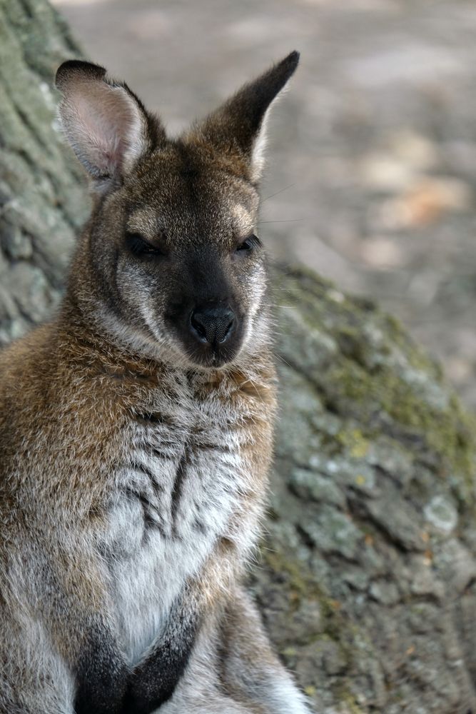 Wapiti photo et image | nature, animaux, zoo-parc de thoiry Images ...