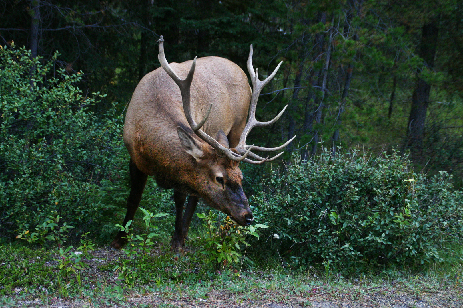 Wapiti Foto & Bild | north america, canada, tiere Bilder auf fotocommunity
