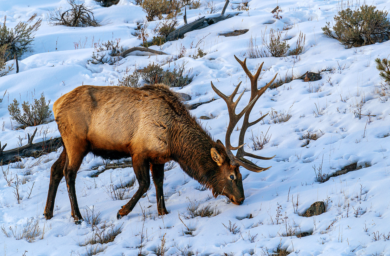 Wapiti auf Futtersuche Foto & Bild | north america, united states ...