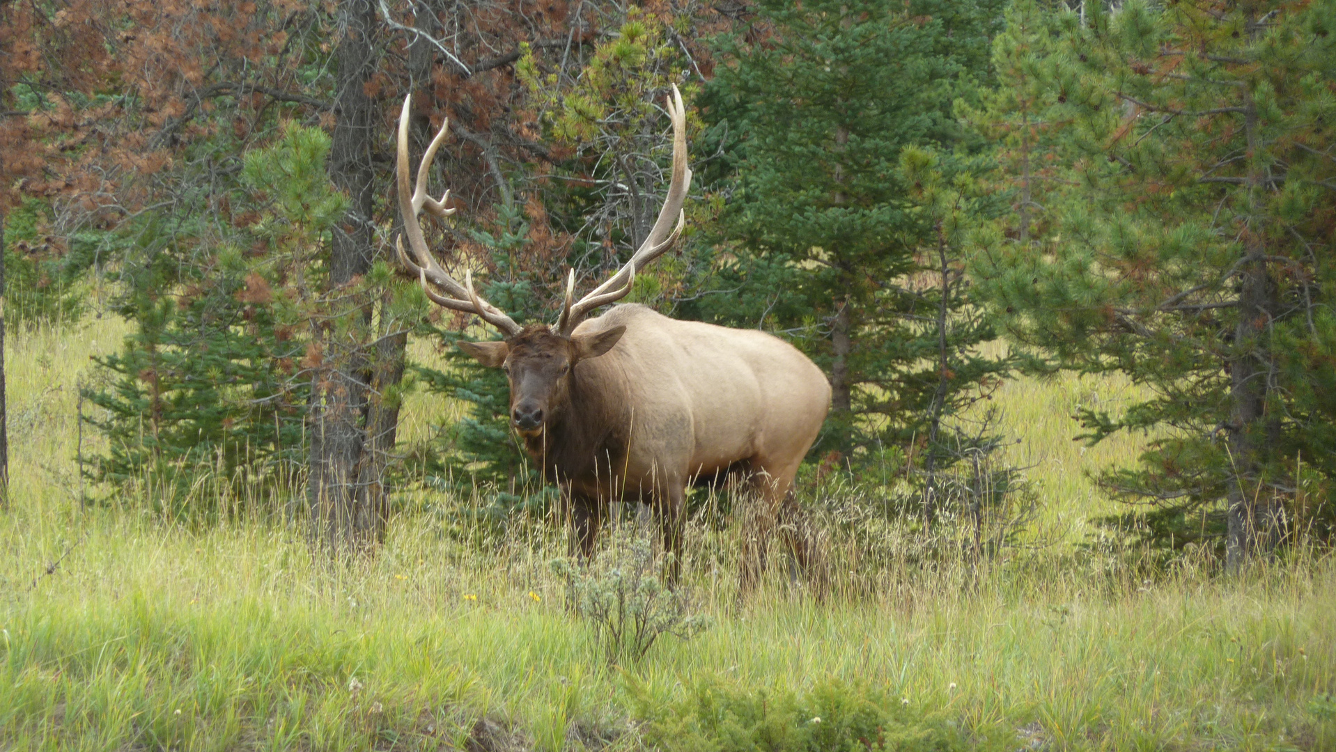Wapiti im Banff NP Foto & Bild | natur, canada, tiere Bilder auf ...