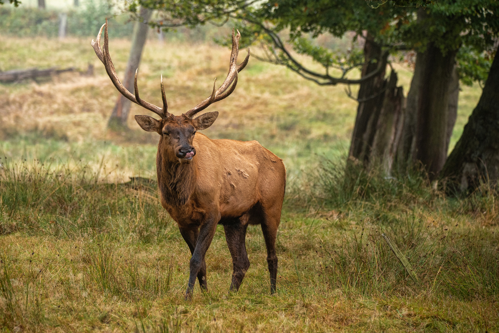 Wapitihirsch Foto & Bild | tiere, natur, säugetiere Bilder auf ...