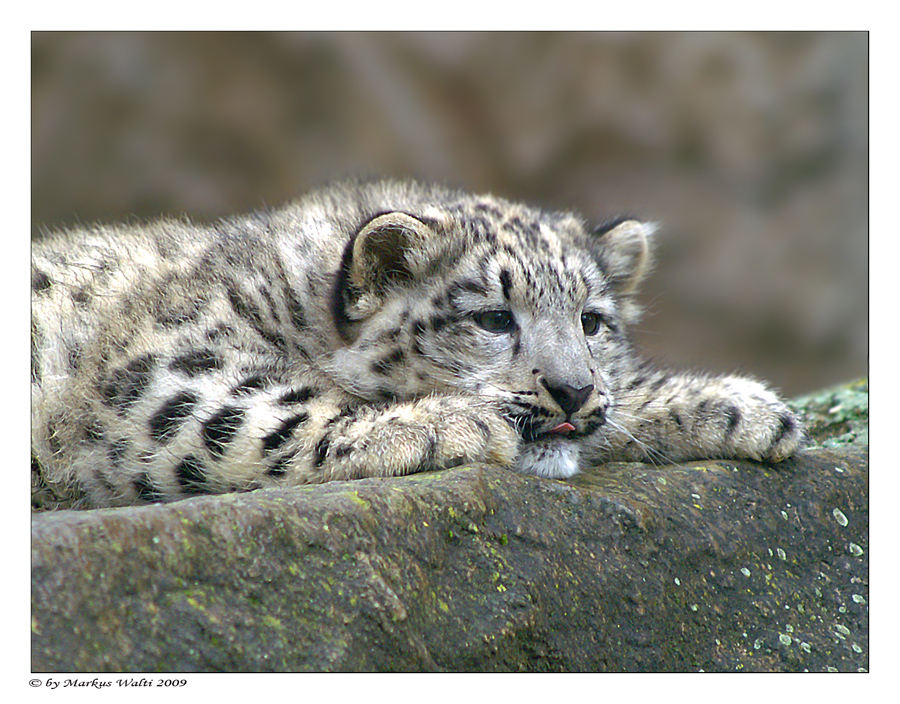 War das ein anstrengender Tag ! Foto & Bild | tiere, tierkinder ... War das ein anstrengender Tag ! Foto & Bild | tiere, tierkinder ...