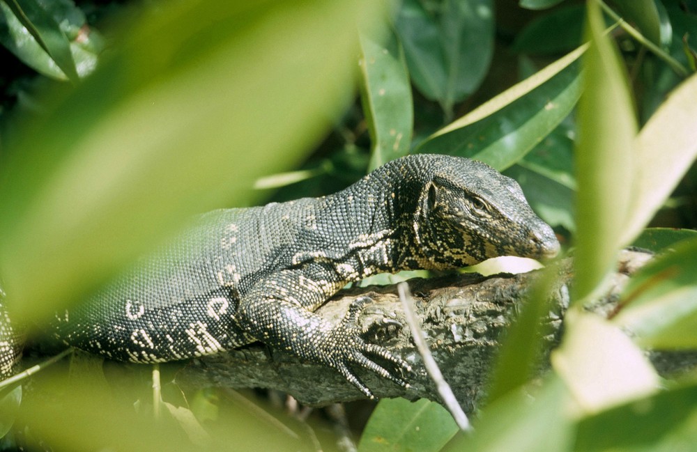 Waran Foto & Bild | tiere, wildlife, amphibien & reptilien Bilder auf ...