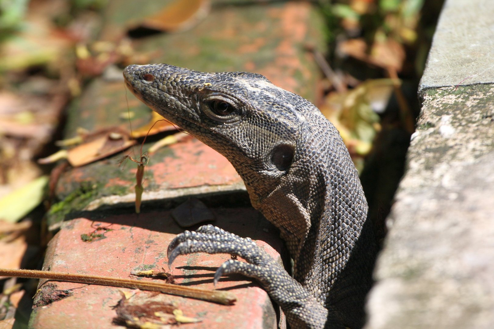 Waran Foto & Bild | asia, malaysia, tiere Bilder auf fotocommunity