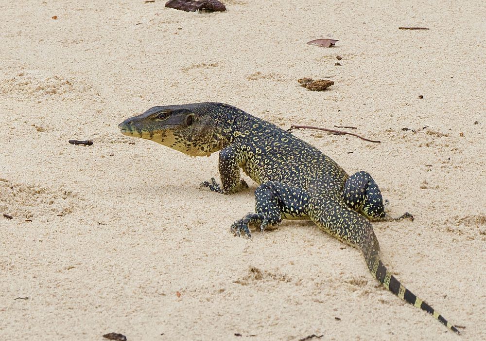 Waran Foto & Bild | natur, tiere, wildlife Bilder auf fotocommunity