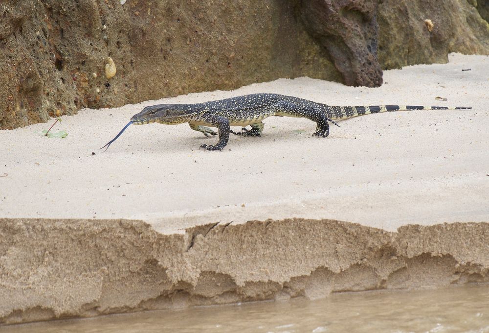 Waran Foto & Bild | tiere, wildlife, reptilien Bilder auf fotocommunity