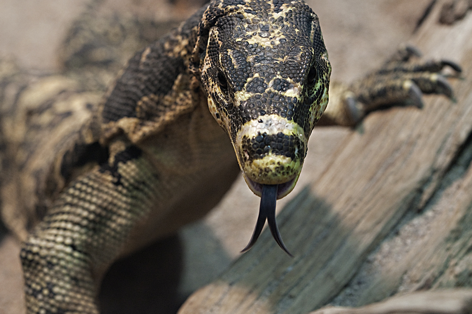 Waran Foto & Bild | tiere, zoo, wildpark & falknerei, amphibien ...