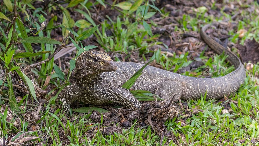 Waran Foto & Bild | asia, thailand, tiere Bilder auf fotocommunity