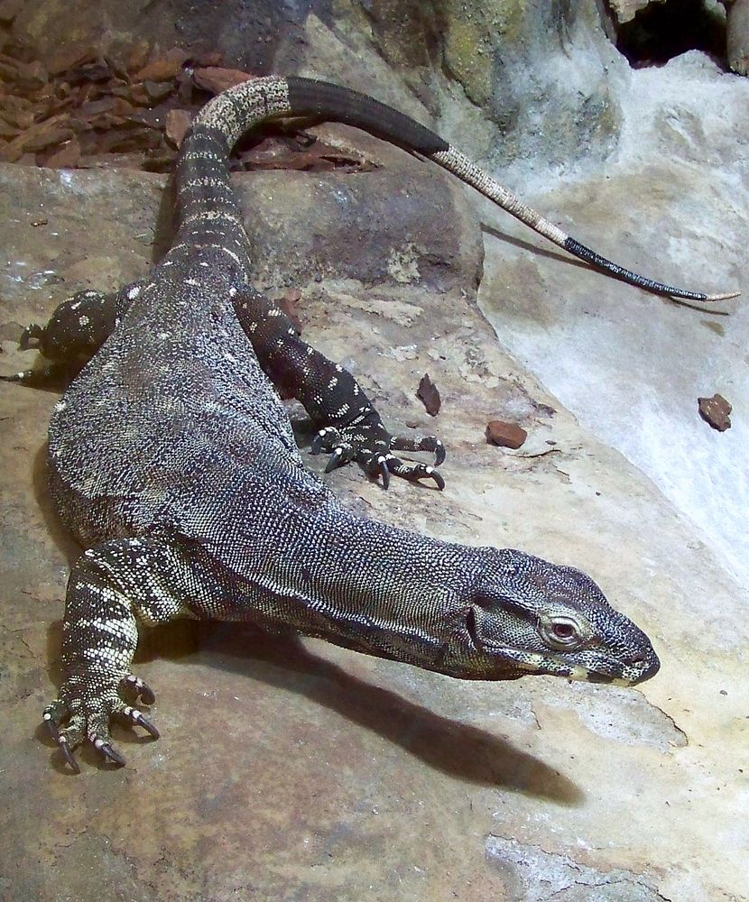 Waran Foto & Bild | tiere, zoo, wildpark & falknerei, amphibien ...