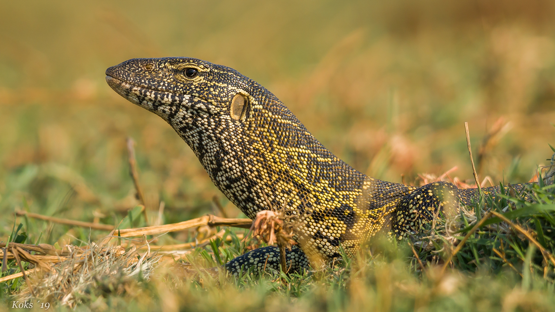 Waran Foto & Bild | africa, southern africa, tiere Bilder auf fotocommunity