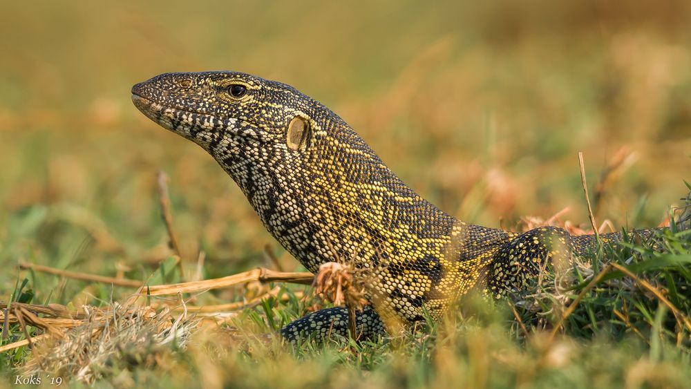 Waran Foto & Bild | africa, southern africa, tiere Bilder auf fotocommunity