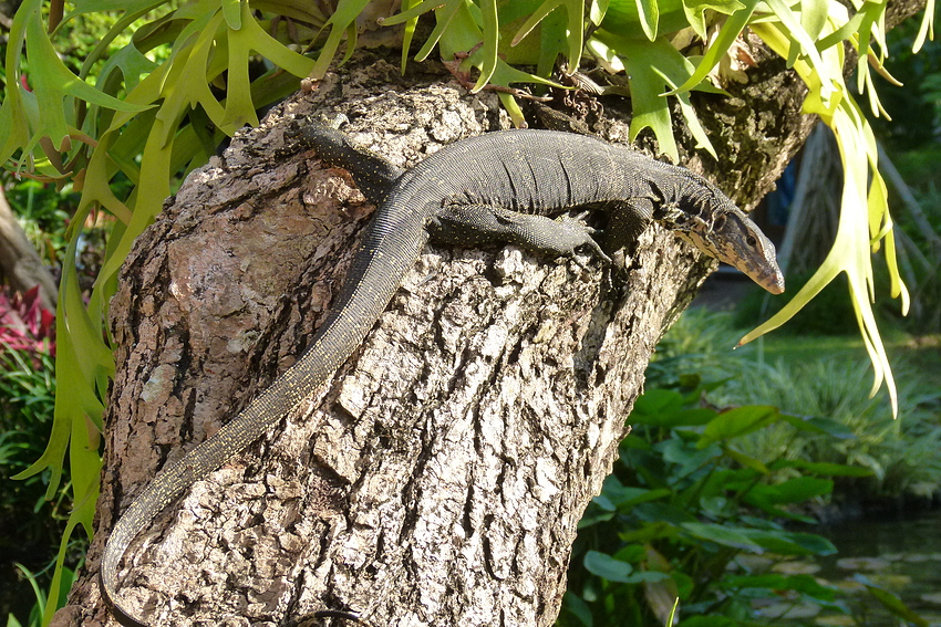 ...Waran beim täglichen Sonnenbad... Foto & Bild | asia, indonesia ...