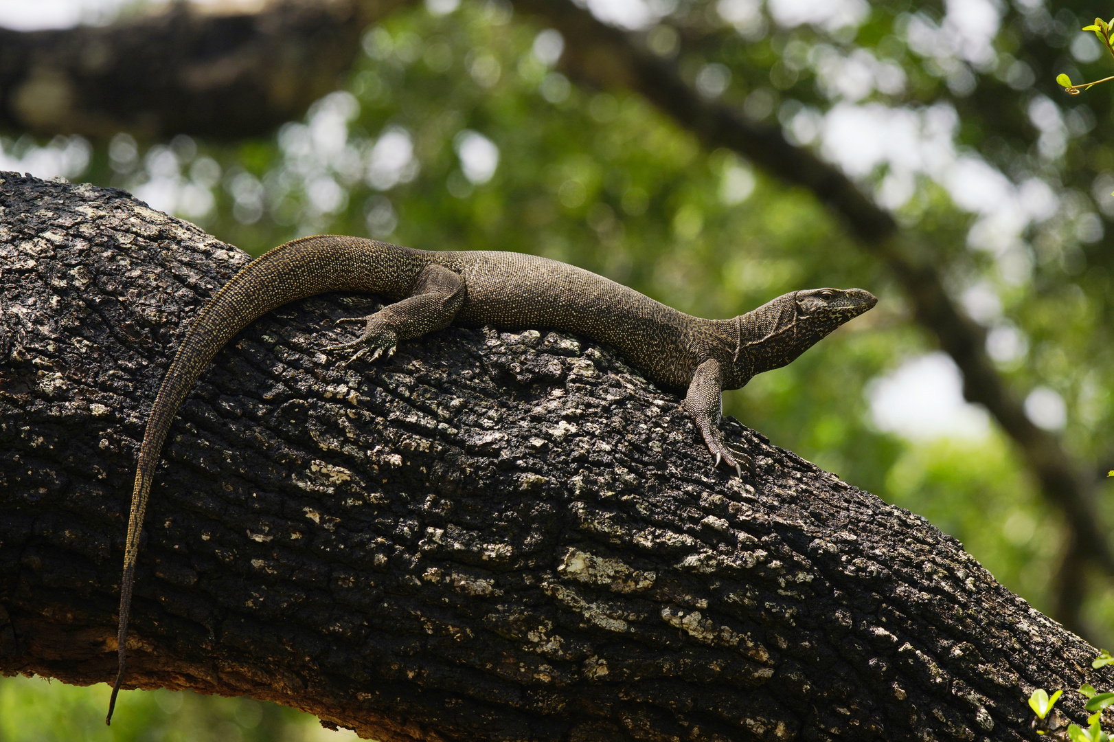 Waran. Foto & Bild | outdoor, natur, ast Bilder auf fotocommunity