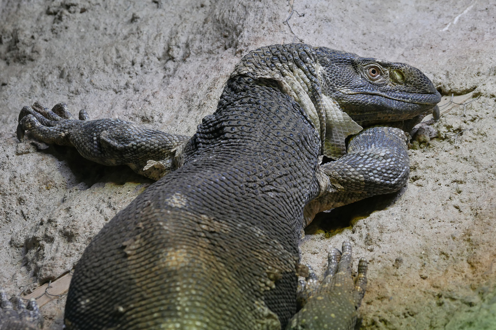 Waran gönnt sich ein Päuschen Foto & Bild | tiere, zoo, wildpark ...
